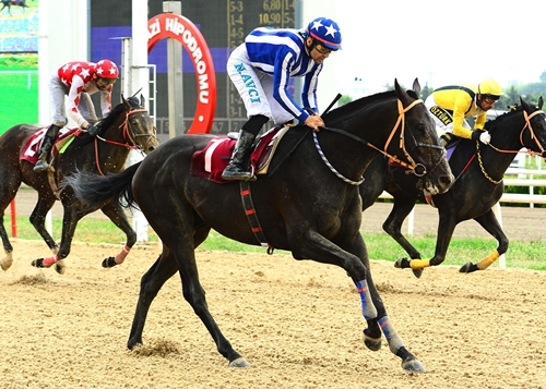 5 safkanın katıldığı koşuda Kara Vetar (Mendip - Ashkeloi / Perfect ...